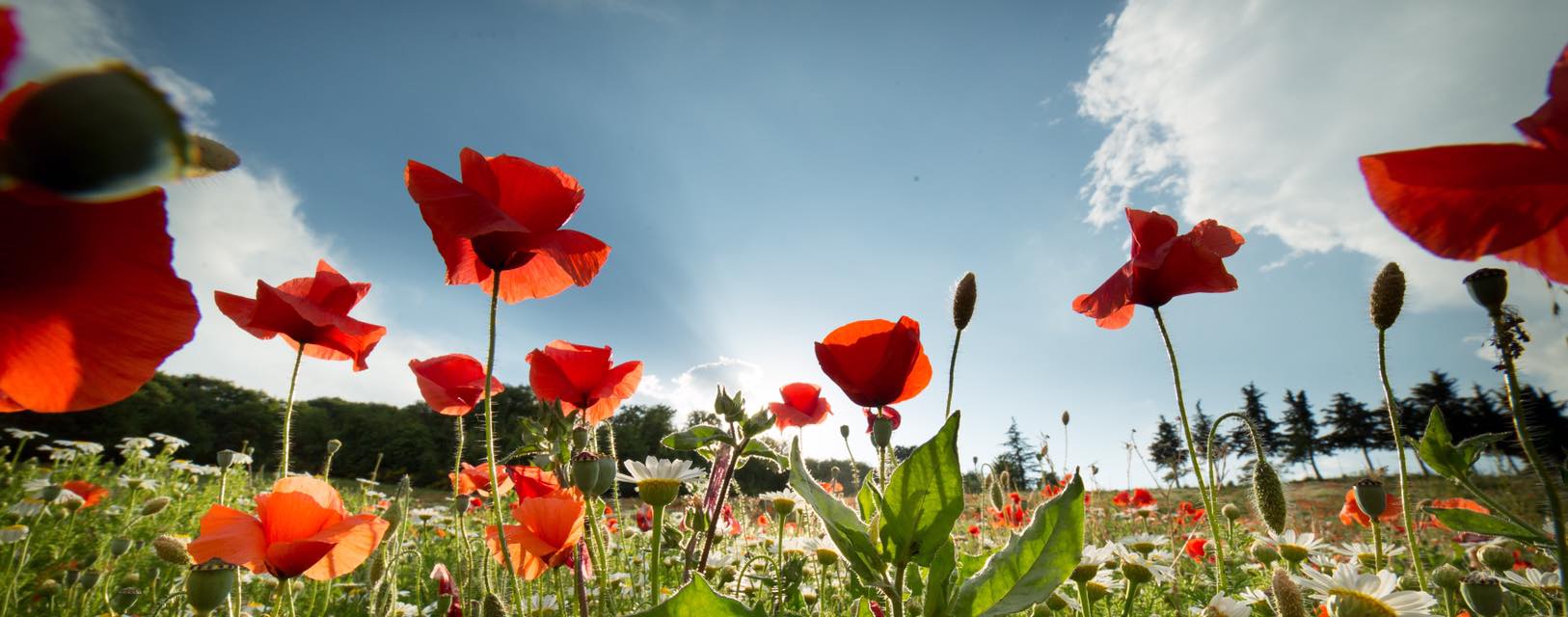 How I know it's spring in Tuscany - Itch.world